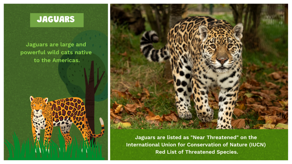 How are Jaguars impacted by Climate Change? - My Earth Quest