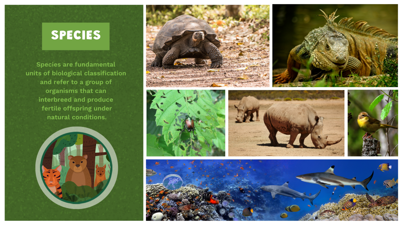 How does climate change impact Species across the world? - My Earth Quest