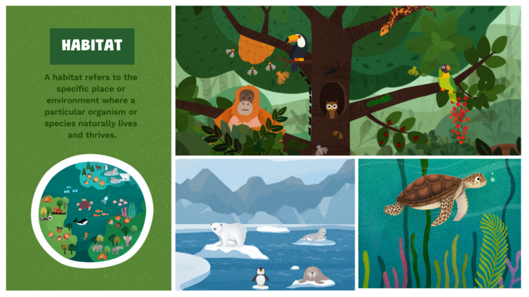 What is a Habitat? - My Earth Quest